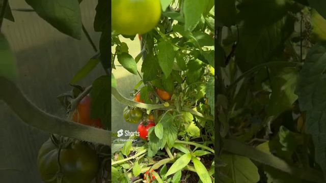 Томаты растут с помощью магии._Tomatoes grow with magic#магия #дача #томаты#nature