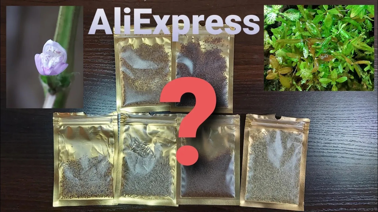 Масштабное исследование семян почвопокровных растений для аквариума с AliExpress