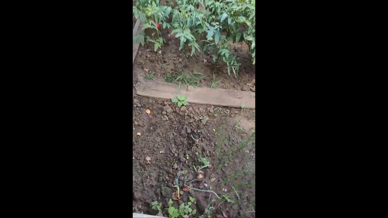 ЮТ загибается - 26.7.24