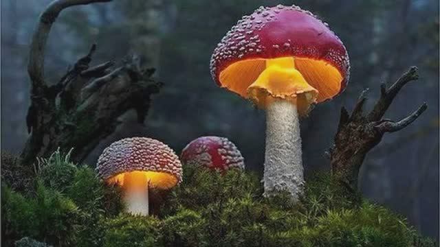 Мотылёк. Любовь Чернышова - стихи для детей, читает автор. Монтаж Л. Чернышовой