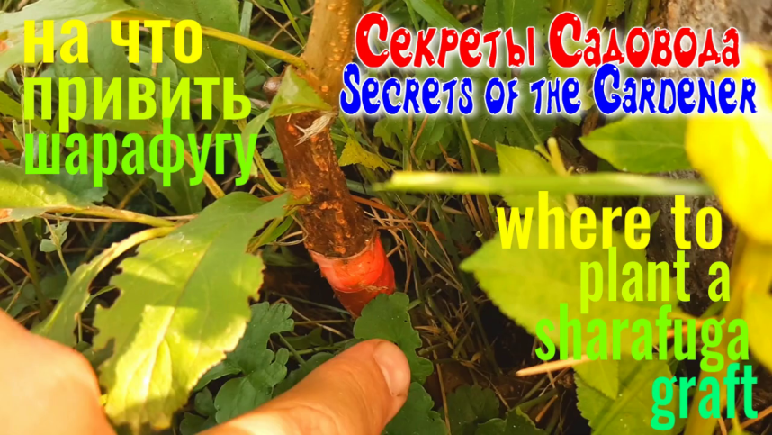 На Что Привить ШАРАФУГУ? Всё о Прививках Плодовых! Video 5. Отчет о прививках. Секреты Садовода.