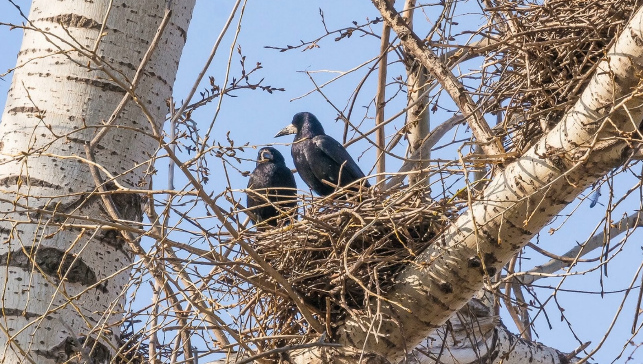 Весенние хлопоты. Николай Ященко.mp4