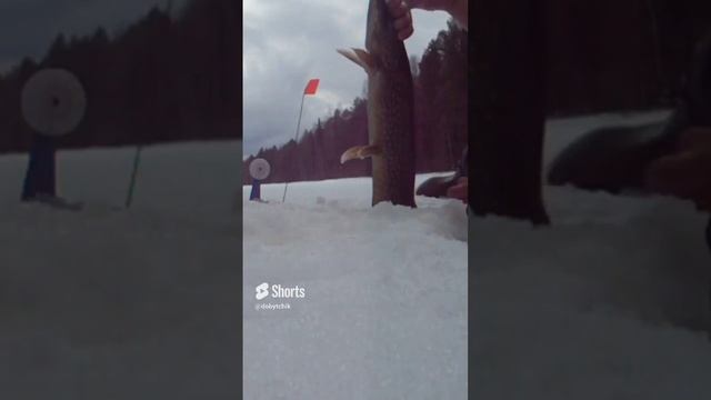 КТО В ПРОРУБЬ,А Я В ЛУНКУ,ЗА ЩУКОЙ?С КРЕЩЕНИЕМ ДРУЗЬЯ!!!