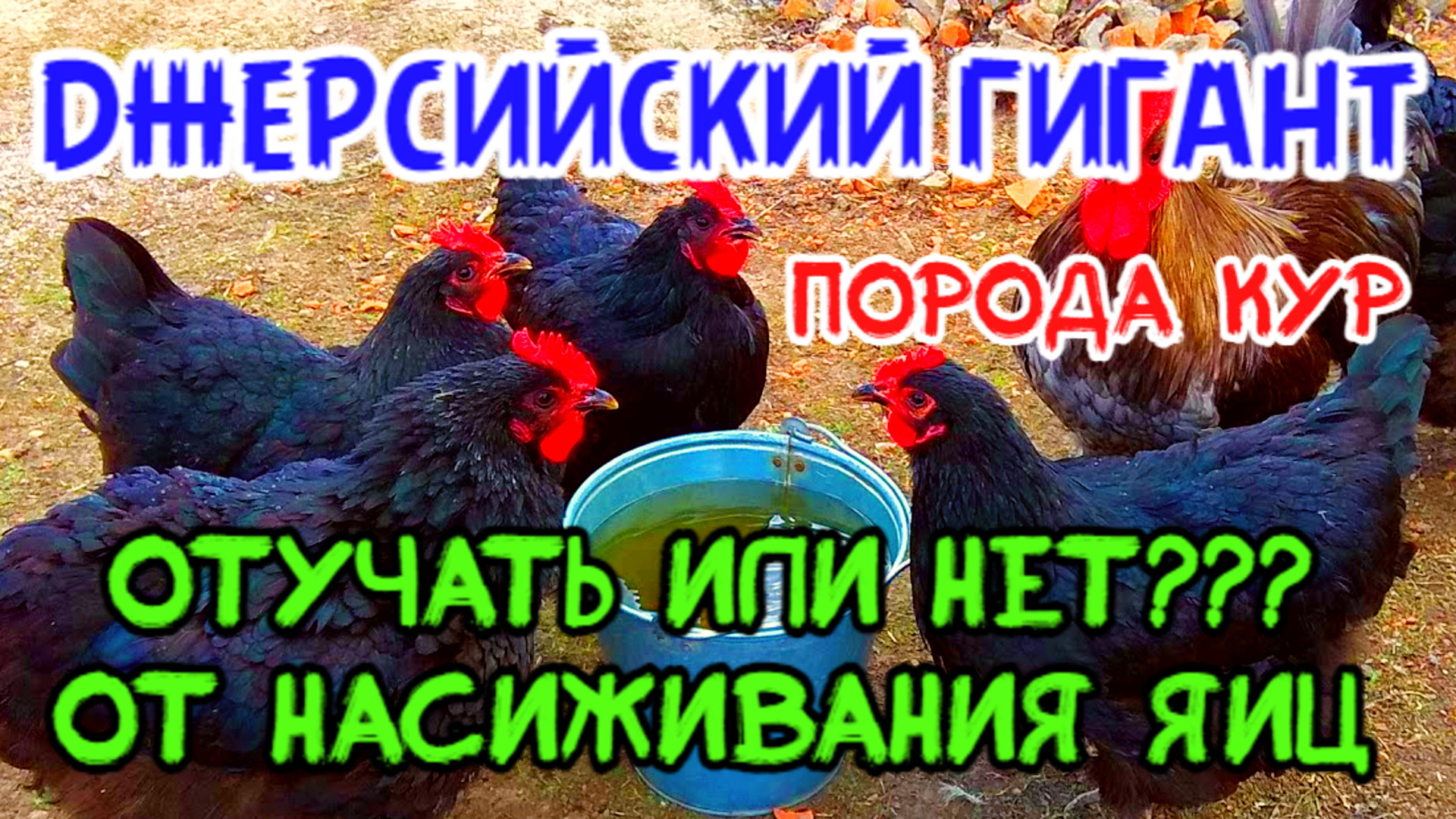 Почему не стоит отучать Джерси от насиживания яиц!