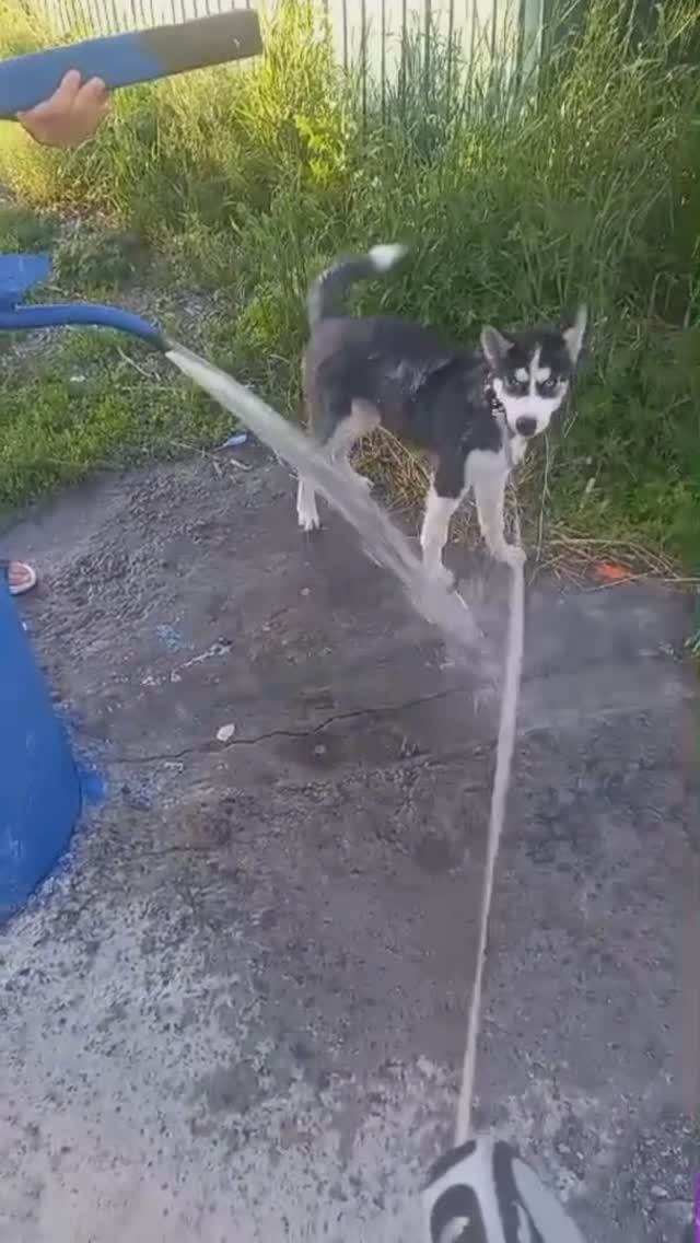 Иван Купала. Улыбнись- Котики - собачки.