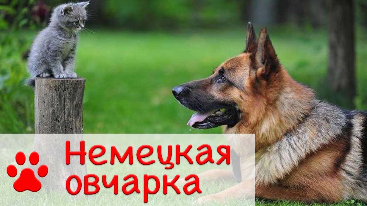 Немецкая овчарка - дрессировка, уход | Все о породе