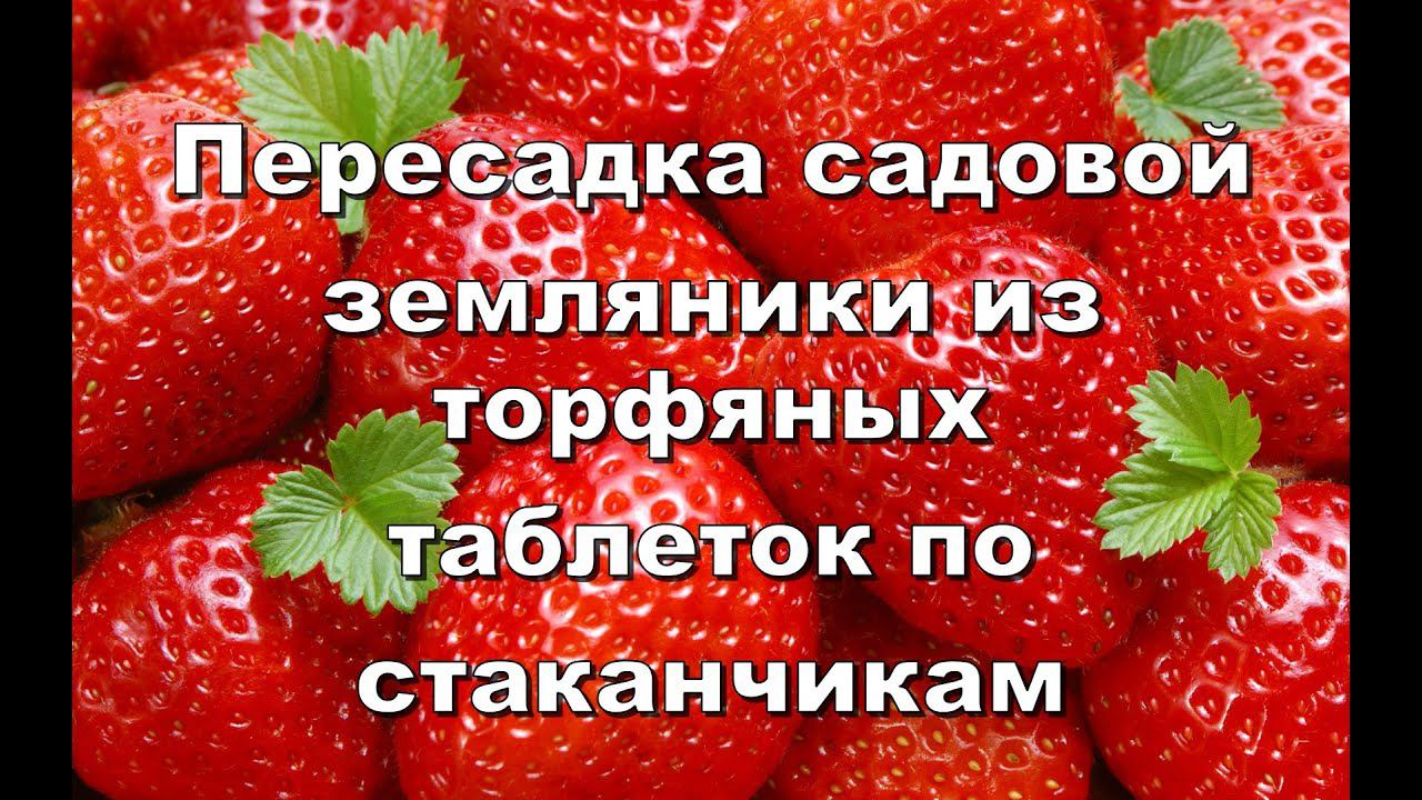 ПЕРЕСАДКА САДОВОЙ ЗЕМЛЯНИКИ из торфяных таблеток по стаканчикам
