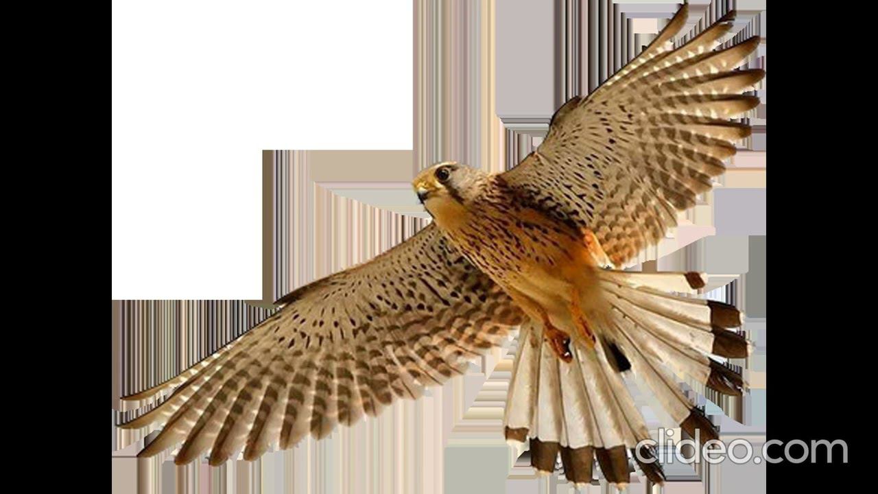 Наказание и помилование Кали