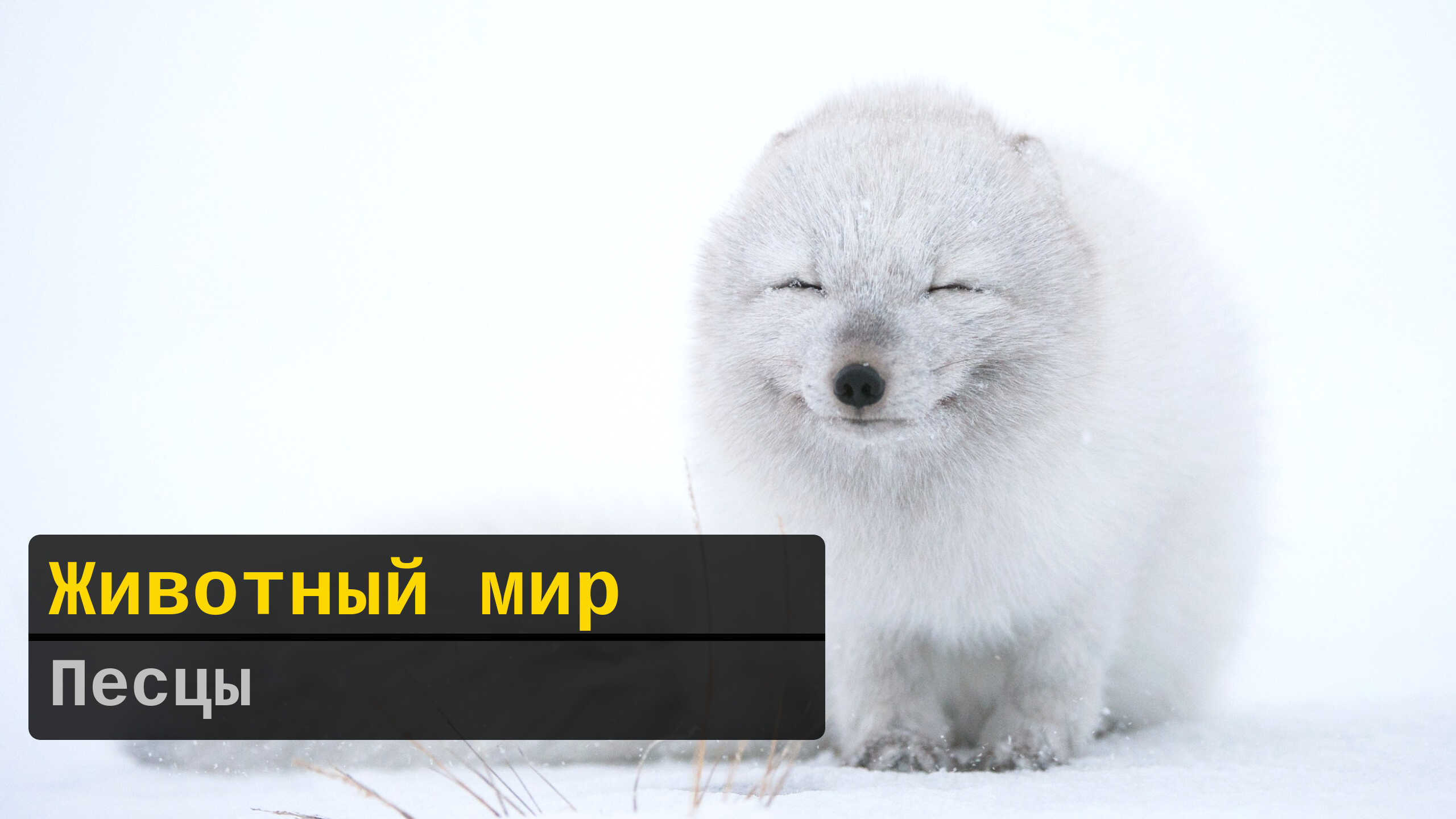 Животный мир. Песцы