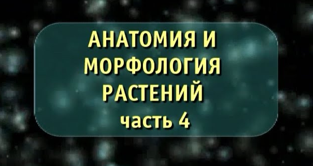 Анатомия и морфология растений. Часть 4. Цветок. Соцветие. Плод. Биология