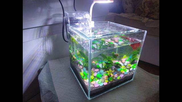 Петрович в кубике Классик 5 литров.