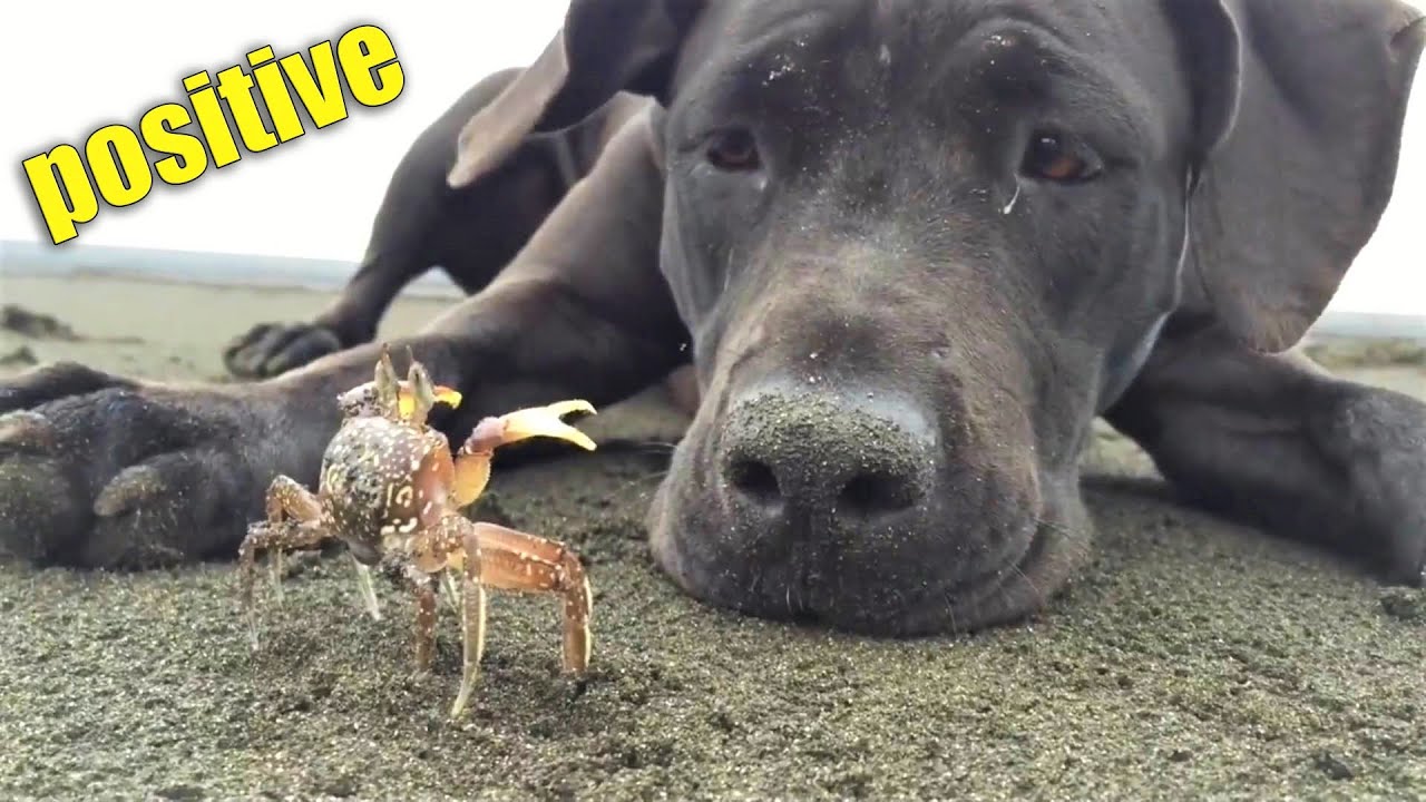 Очередная доза позитива для поднятия настроения #9