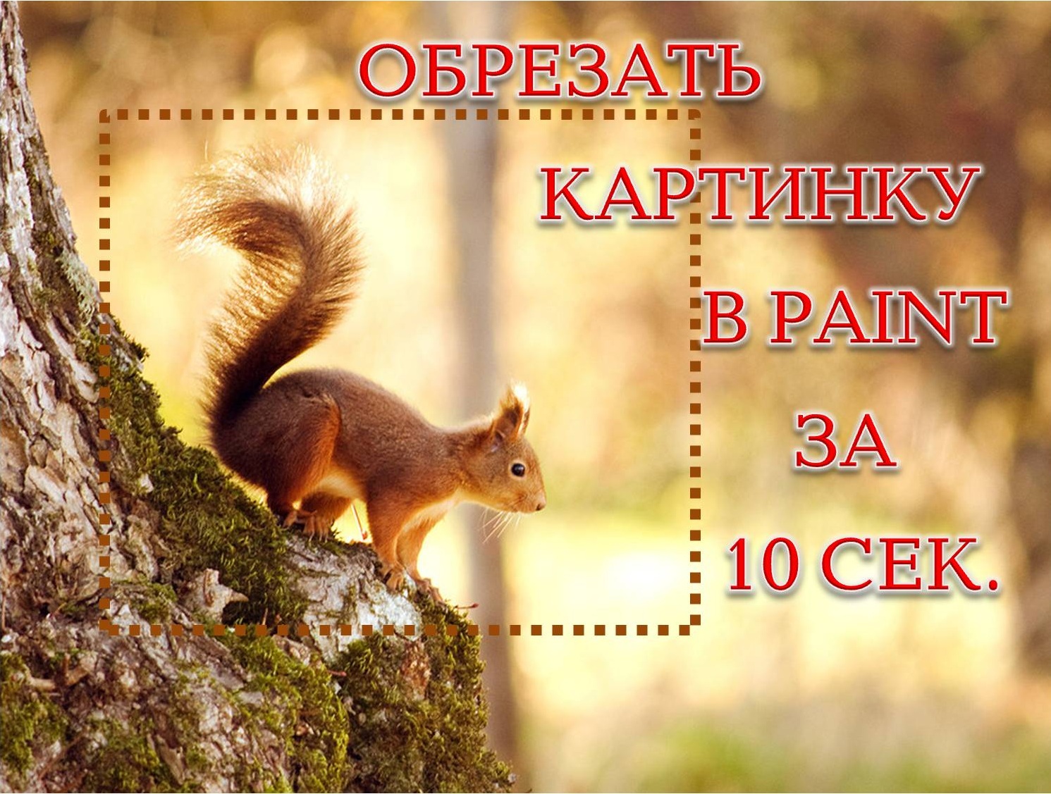 Обрезать картинку в Paint за 10 секунд /// как обрезать картинку в paint