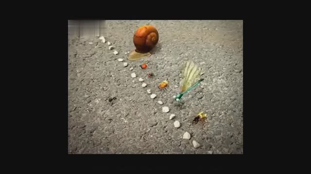 ...хвосты,крылья и СЛЮНИ....mp4