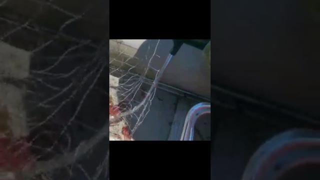 Ловля симы на оснащённую троллинговую блесну от Mr Musurok #shorts