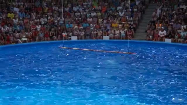 Канал Доминика-земляника. Дельфинарий в Сочи парке.mp4