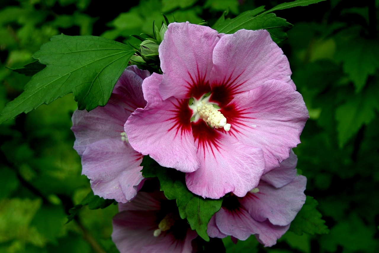 Алтей лекарственный РЕЛАКС АРТ-ТЕРАПИЯ ИМПРОВИЗАЦИЯ композитор Виктор Анохин #instrumental #цветы