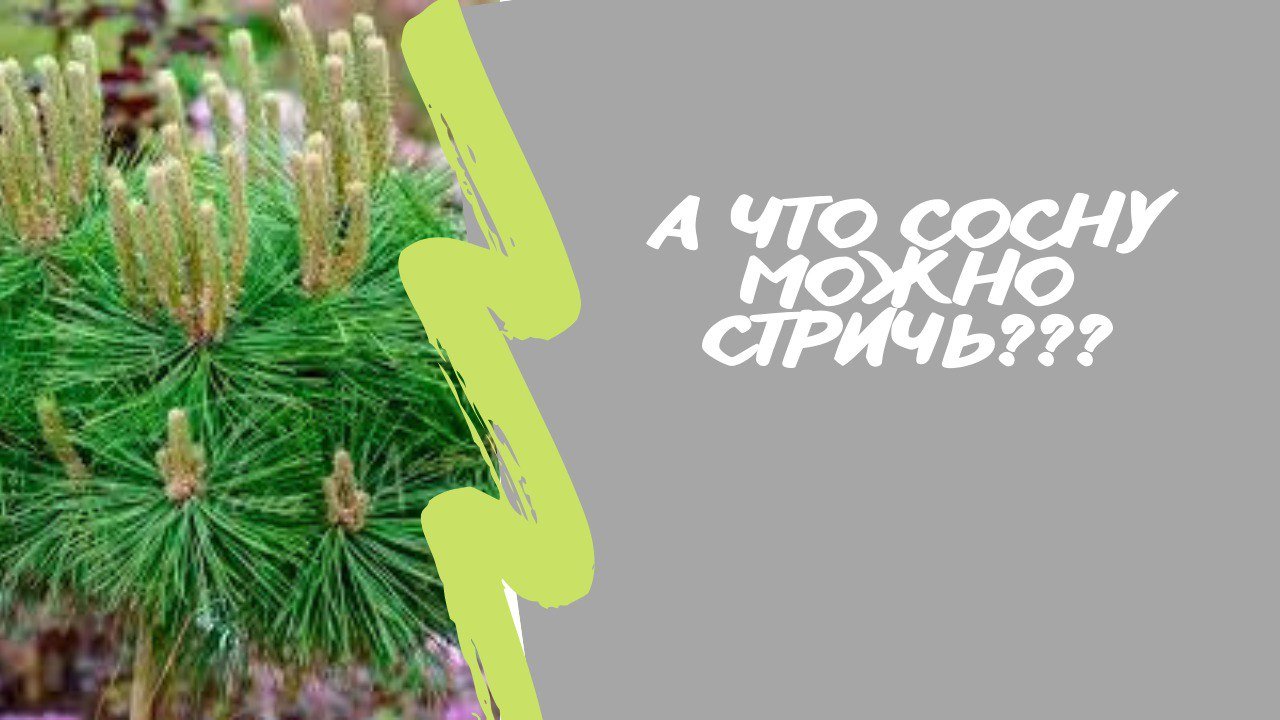 А что сосну можно стричь????
