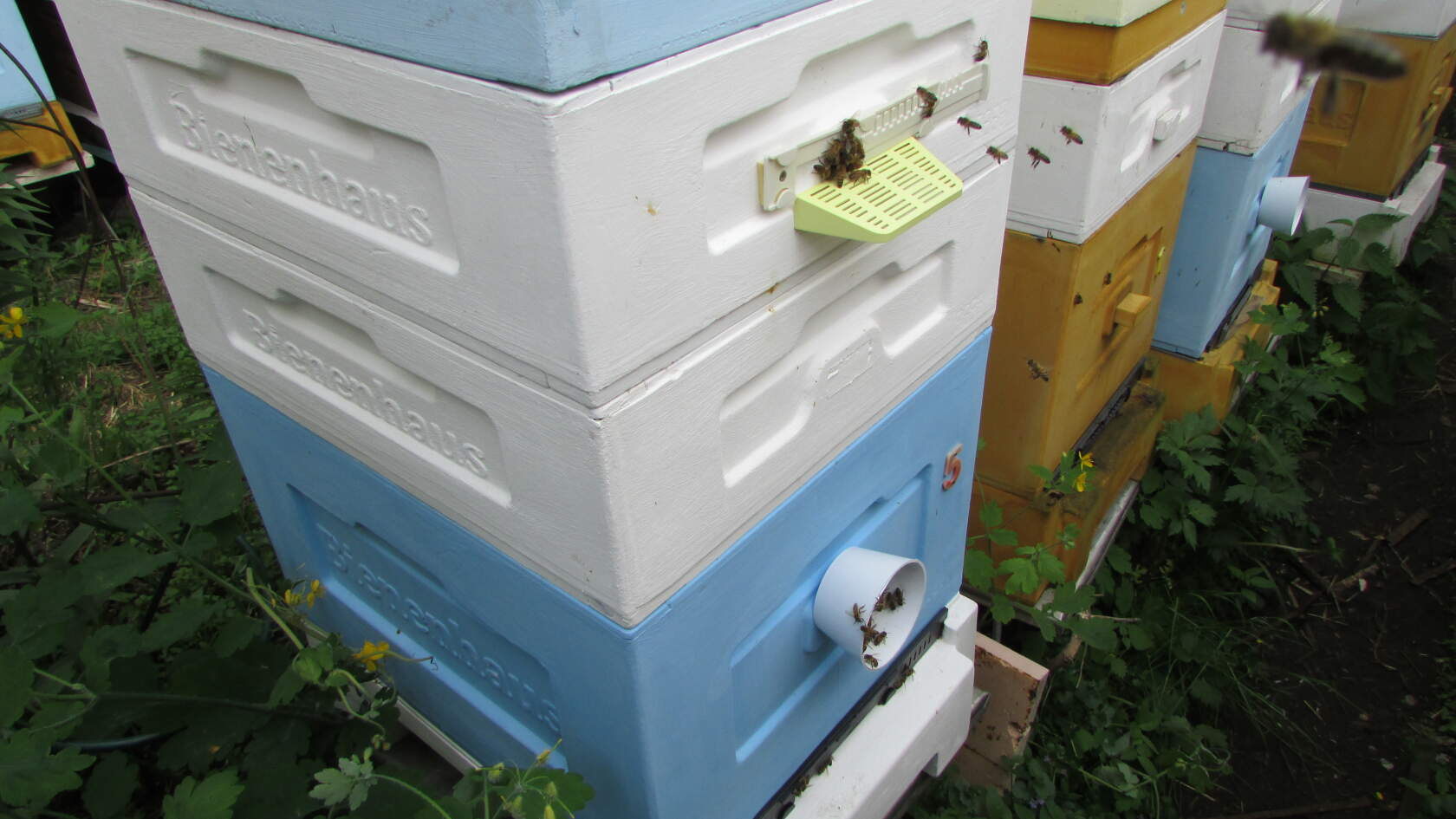 работы на пасеке в июне - расширяю зимовалый отводок, делаю леток в магазине и проверяю осыпь клеща