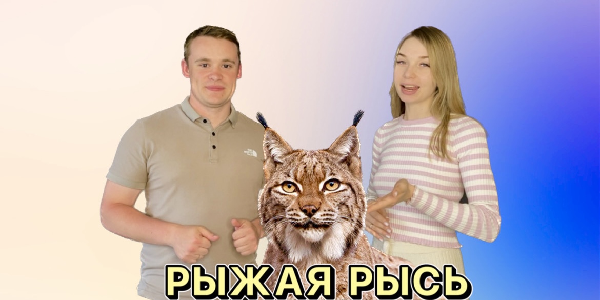 Животный мир. Рыжая рысь.