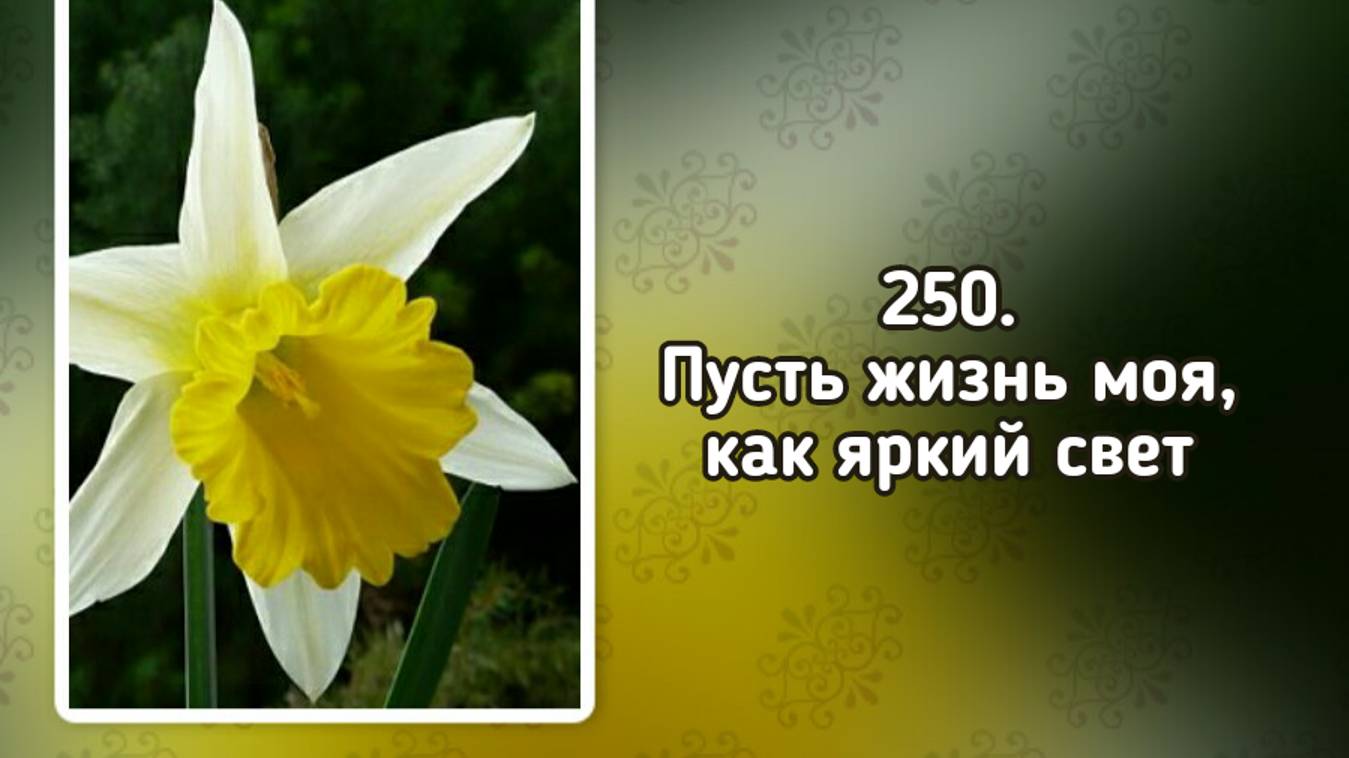 Гимны надежды 250 Пусть жизнь моя, как яркий свет (-)