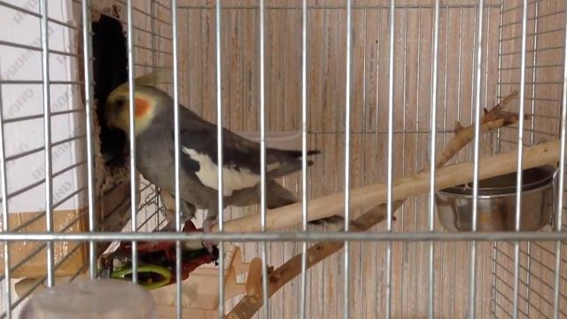 Разведение кореллы. Появился первый птенчик. Суточный птенец попугаев кореллы