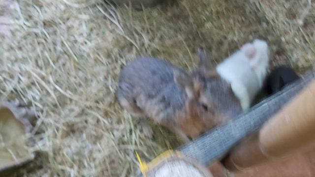 Патагонская шмара в Рио