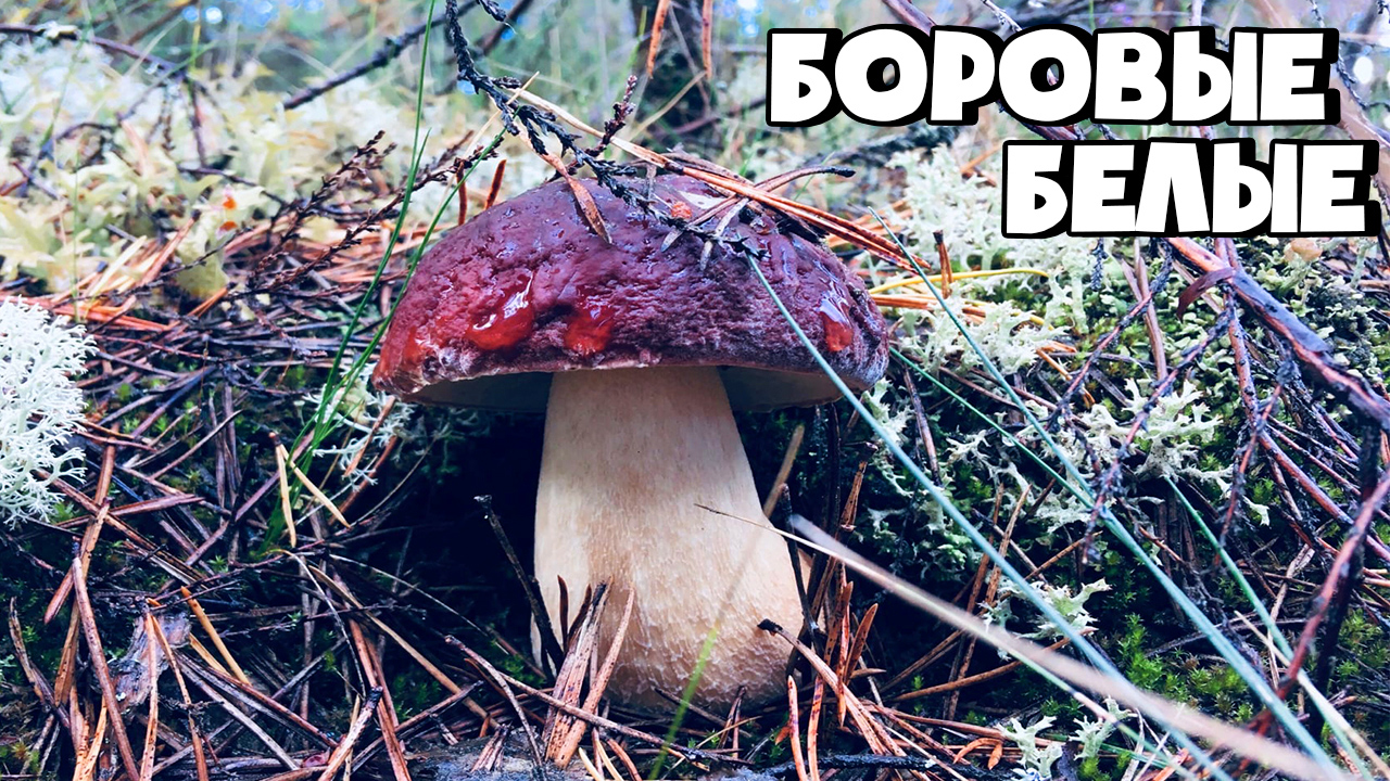 МОРЕ БОРОВЫХ БЕЛЫХ ГРИБОВ! БОРОВИКИ ПОШЛИ МАССОВО!