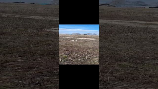 гогго и стив прикалываются надо мной