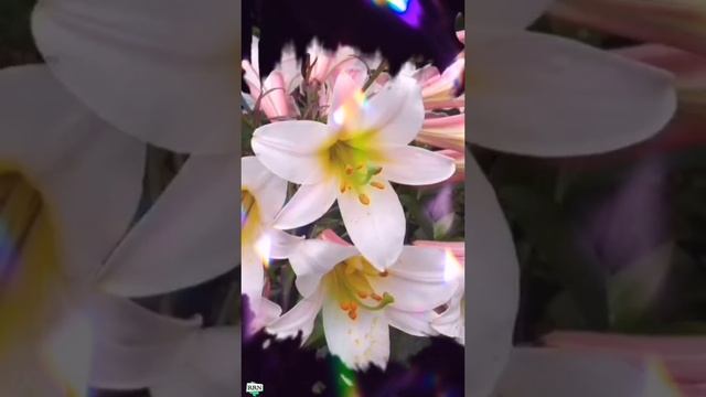 Волшебный мир. Лилия