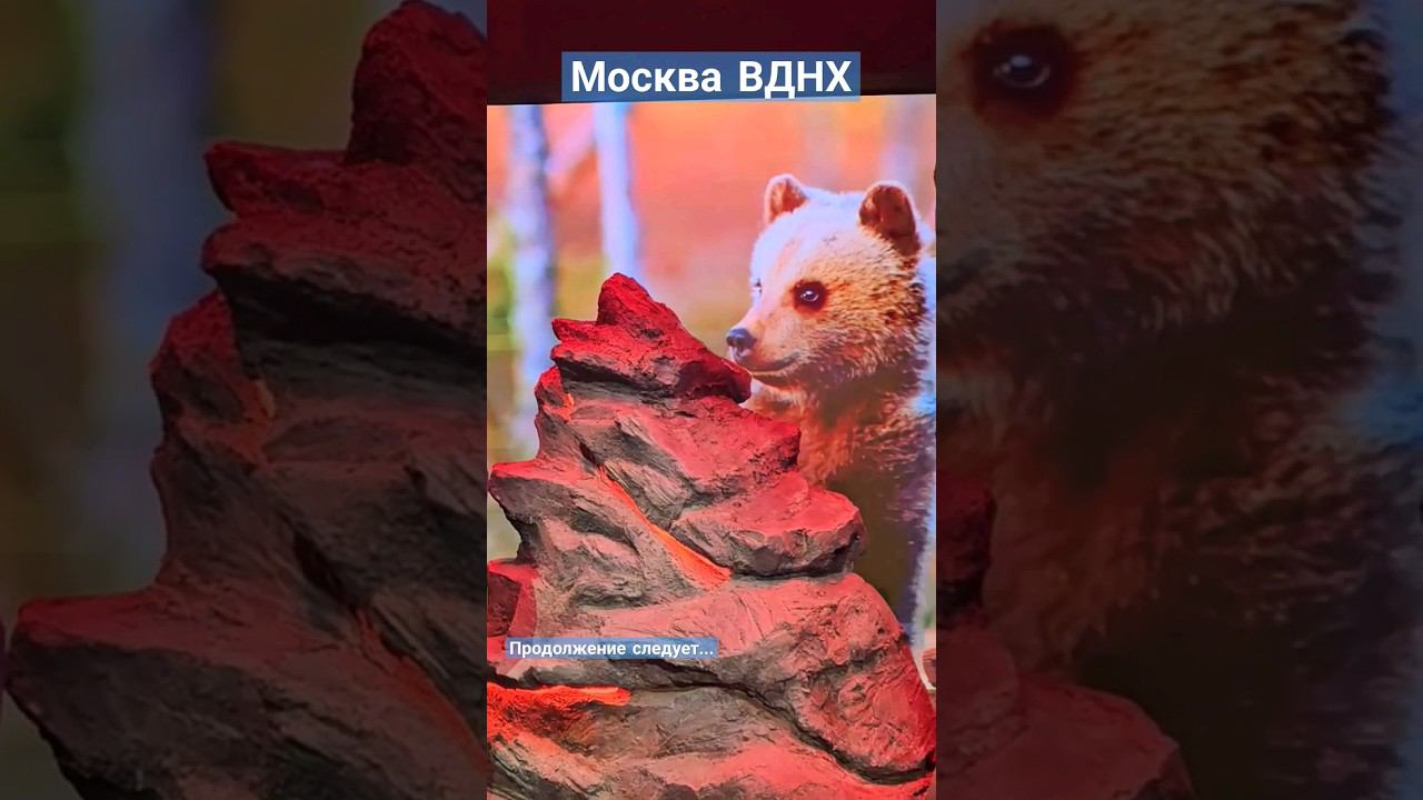 ВДНХ угадайте регионы #пешкомпомиру #пешкомпогороду #пешкомпомоскве #пешкомпороссии #ВДНХ