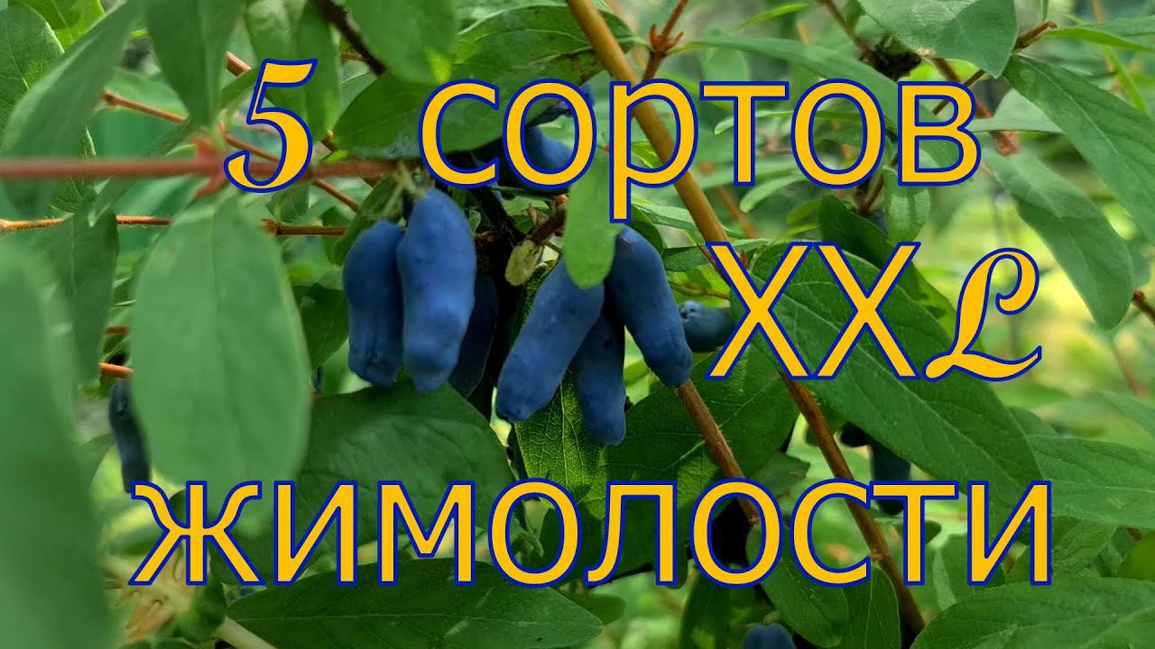 5 крупноплодных сортов ЖИМОЛОСТИ! Обзор урожая 2022! Тверская область, мой опыт