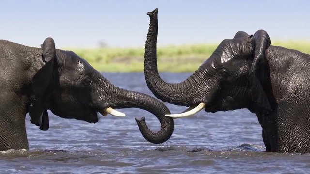 В мире животных_Переходы (transitions) для PSP