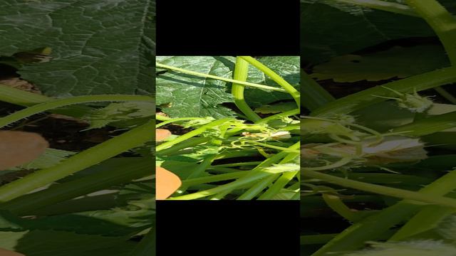 Мой любимый сорт кабачка "Хьюго"