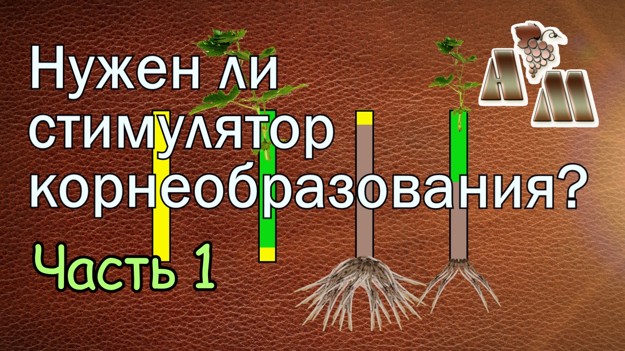 ? Нужен ли стимулятор корнеобразования для укоренения черенков винограда? Часть 1