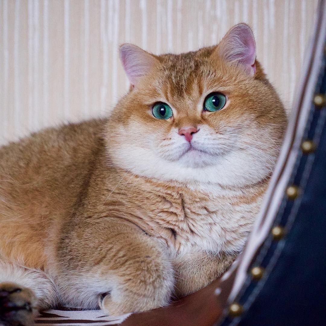 Песенка про котика! Её слушают дети, но ведь там про трупов((  Или это для Современных детей?!) ХМ