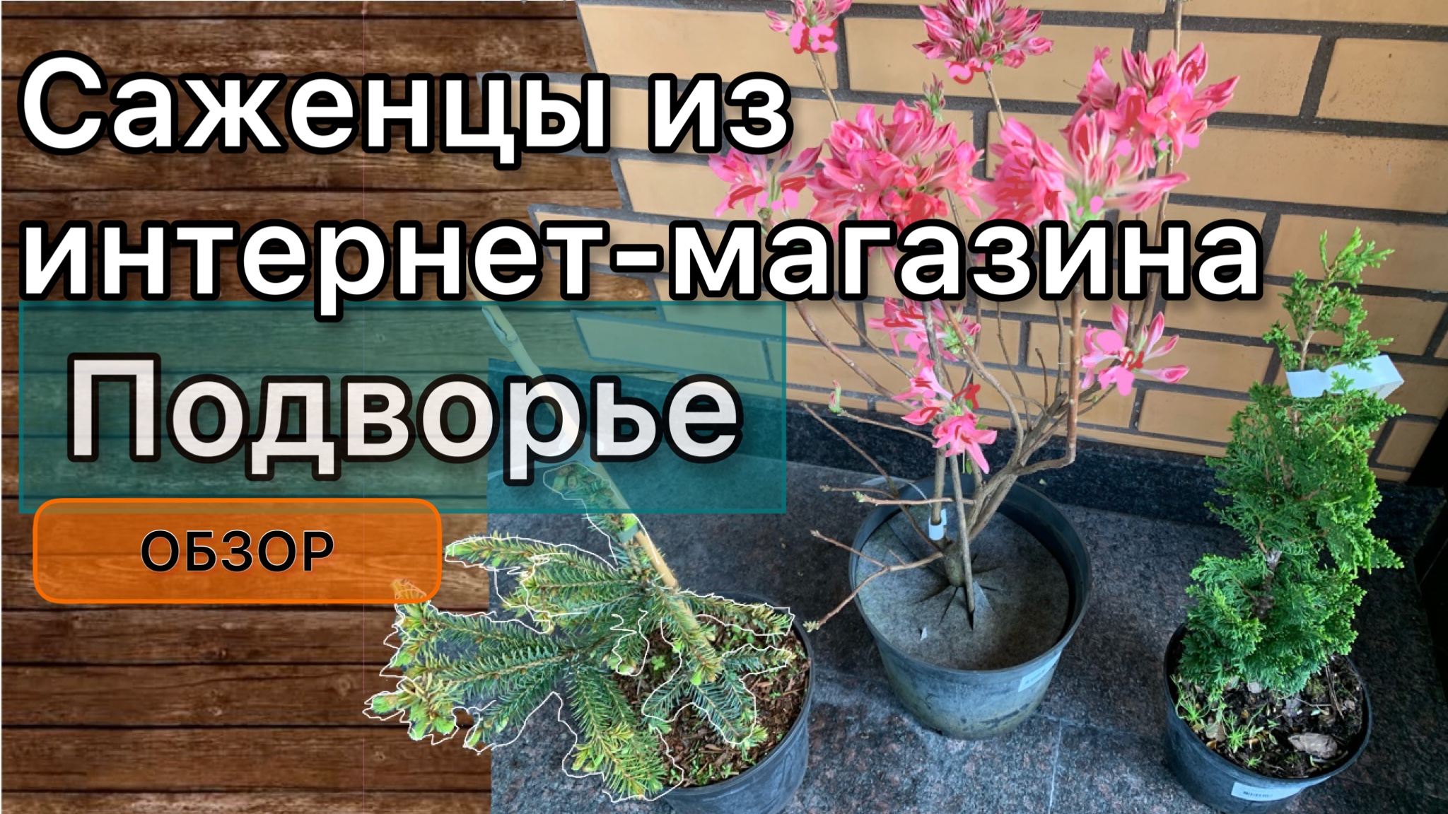 Обзор растений из интернет-магазина Подворье. Рододендрон, туя, ель