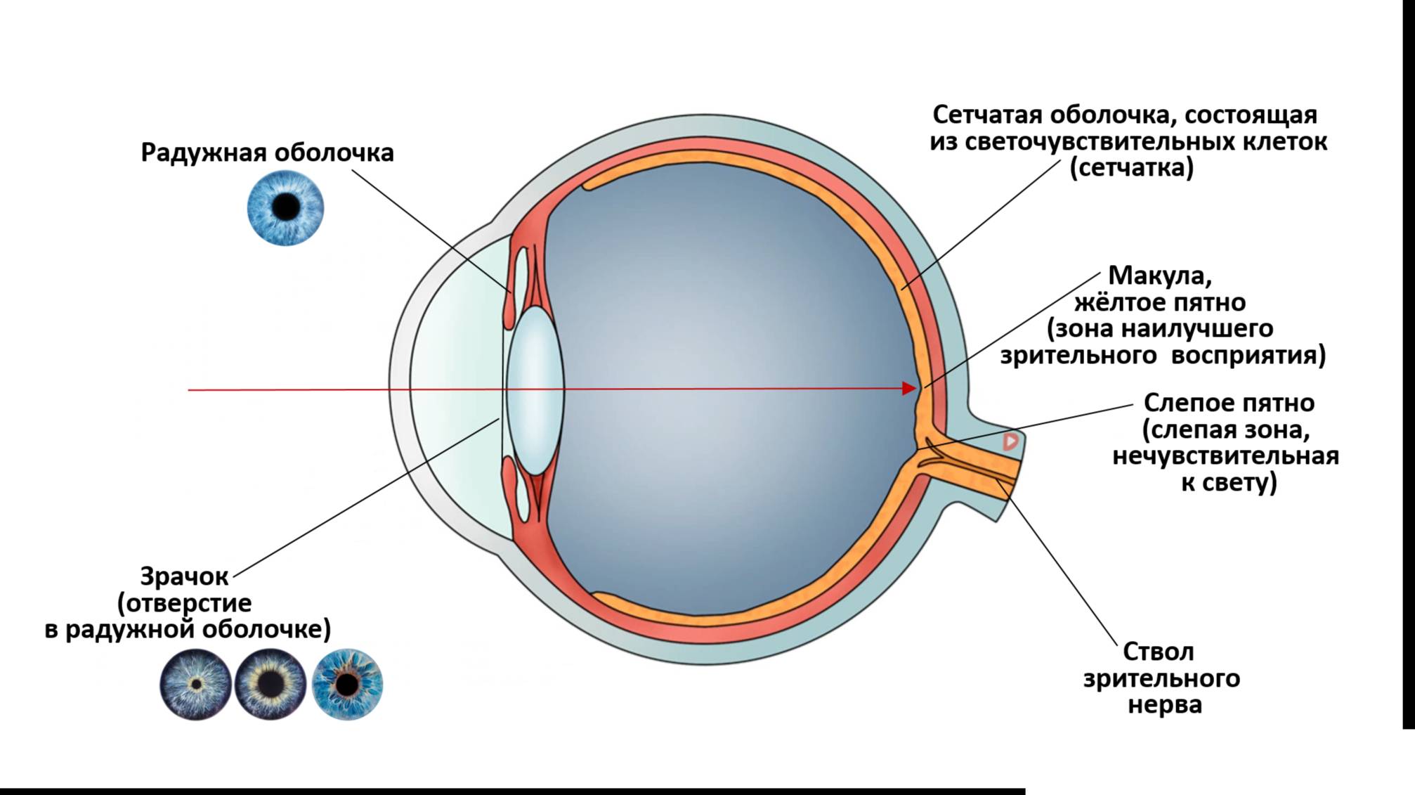 Слепое пятно. Тест