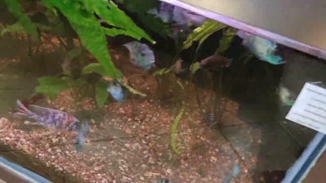 #cтерлитамак 19.08.22г. #зоомагазин  на ул. Коммунистической.