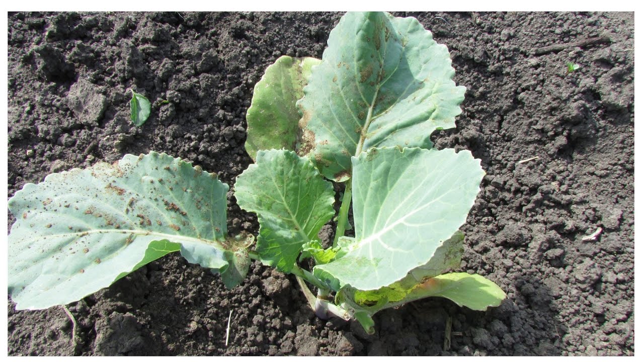 СРЕДСТВО ПРОТИВ КРЕСТОЦВЕТНОЙ БЛОШКИ!