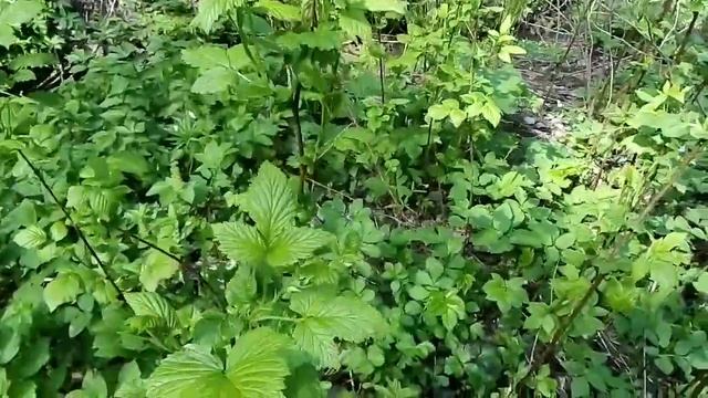 Лес . Прогулка по лесу . Крапива. За крапивой на суп. Папоротник щитовник. Ядовит. Весна. Май.