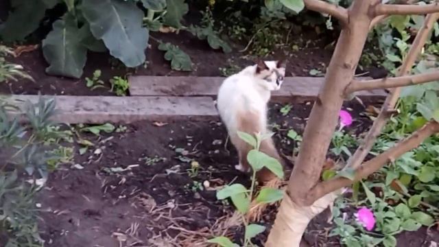 #shorts Котик пришел в гости. Забавный котик..mp4