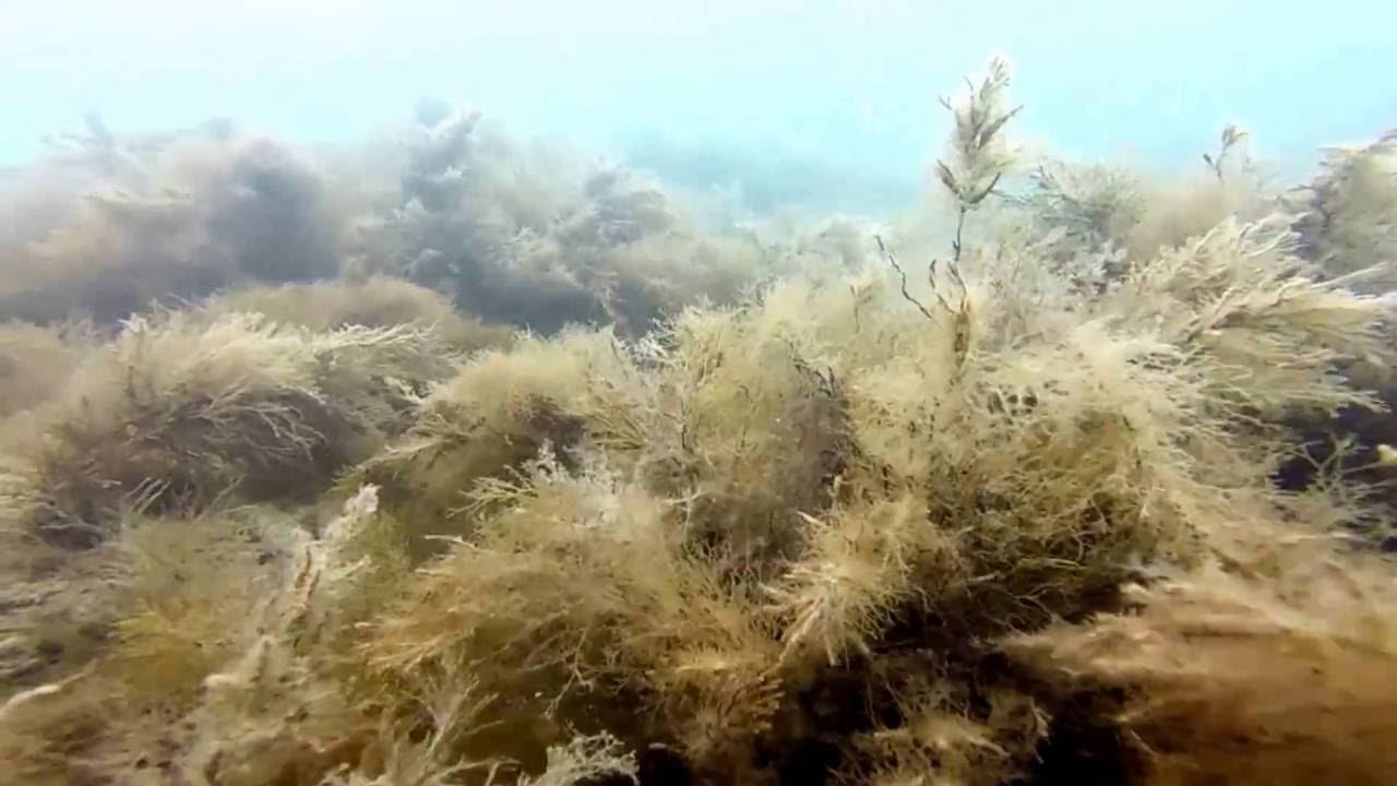 п.Агой, чёрное море - 18 июня 2016, подводный мир