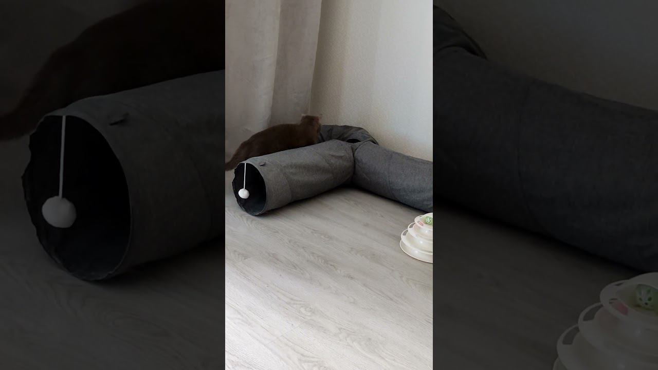 Битва за тоннель #cat #catlover #котики #тренды #рекомендации