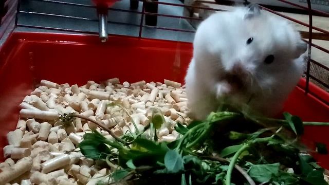 Жадные хомяки набили щёки травой - только бы не лопнули