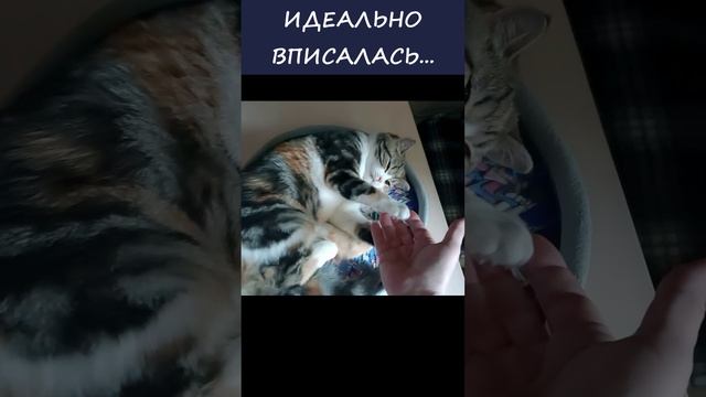 Идеально вписалась! Кошка - перфекционистка))