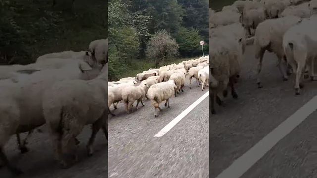 Пробка на Эльбрус