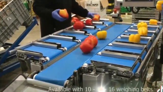 Весовой линейный дозатор для овощей на видео огурцы и перцы. Недорогой аналог мультиголовки