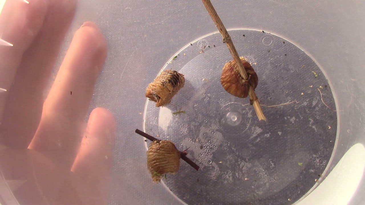 В саду завелся хищник.