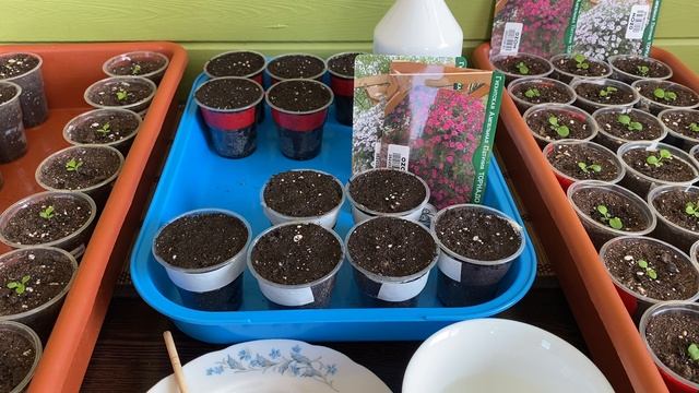 Сеем ампельную петунию.??? Уже пора?